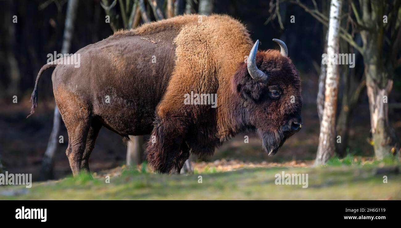 Wild adult Bison in the autumn forest. Wildlife scene from spring ...