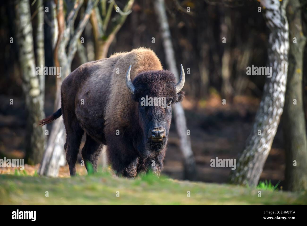 American bison in their natural habitat hi-res stock photography and ...