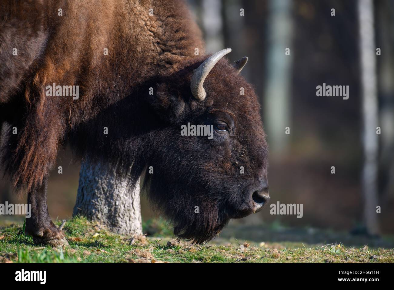 American bison in their natural habitat hi-res stock photography and ...