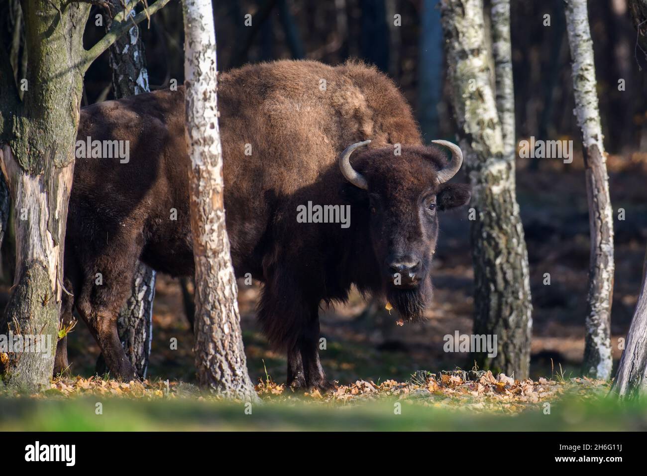 Wild adult Bison in the autumn forest. Wildlife scene from spring ...