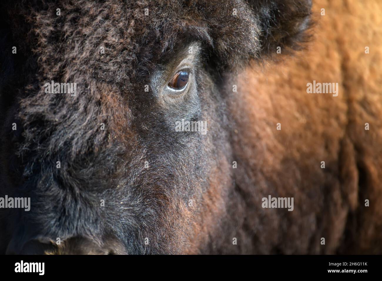 Close detail eye portrait of European bison. Eye of big brown animal in ...