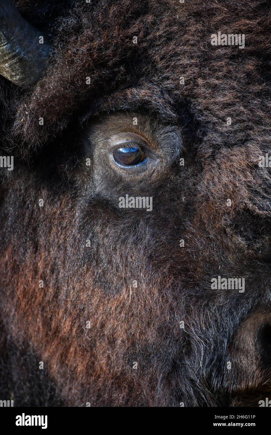 Close detail eye portrait of European bison. Eye of big brown animal in ...