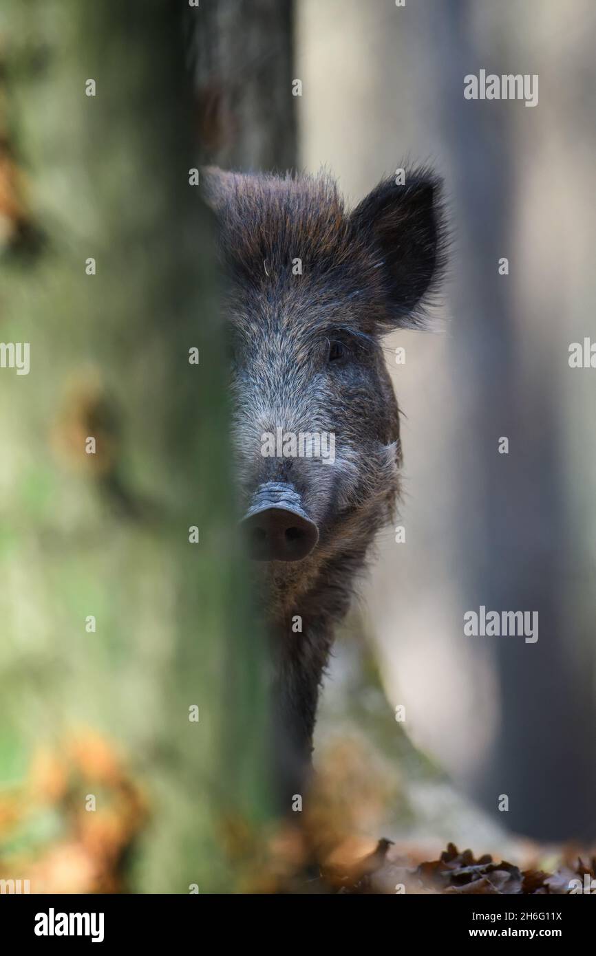 Male Wild boar in autumn forest peeks out from behind the tree ...