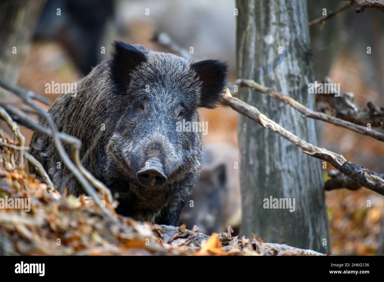 Male wild boar hi-res stock photography and images - Alamy