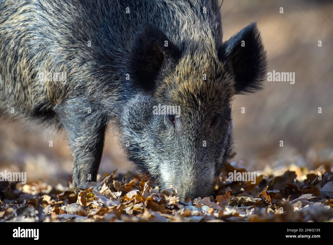 Male boar in an autumn forest looks for acorns in a fallen leaf ...