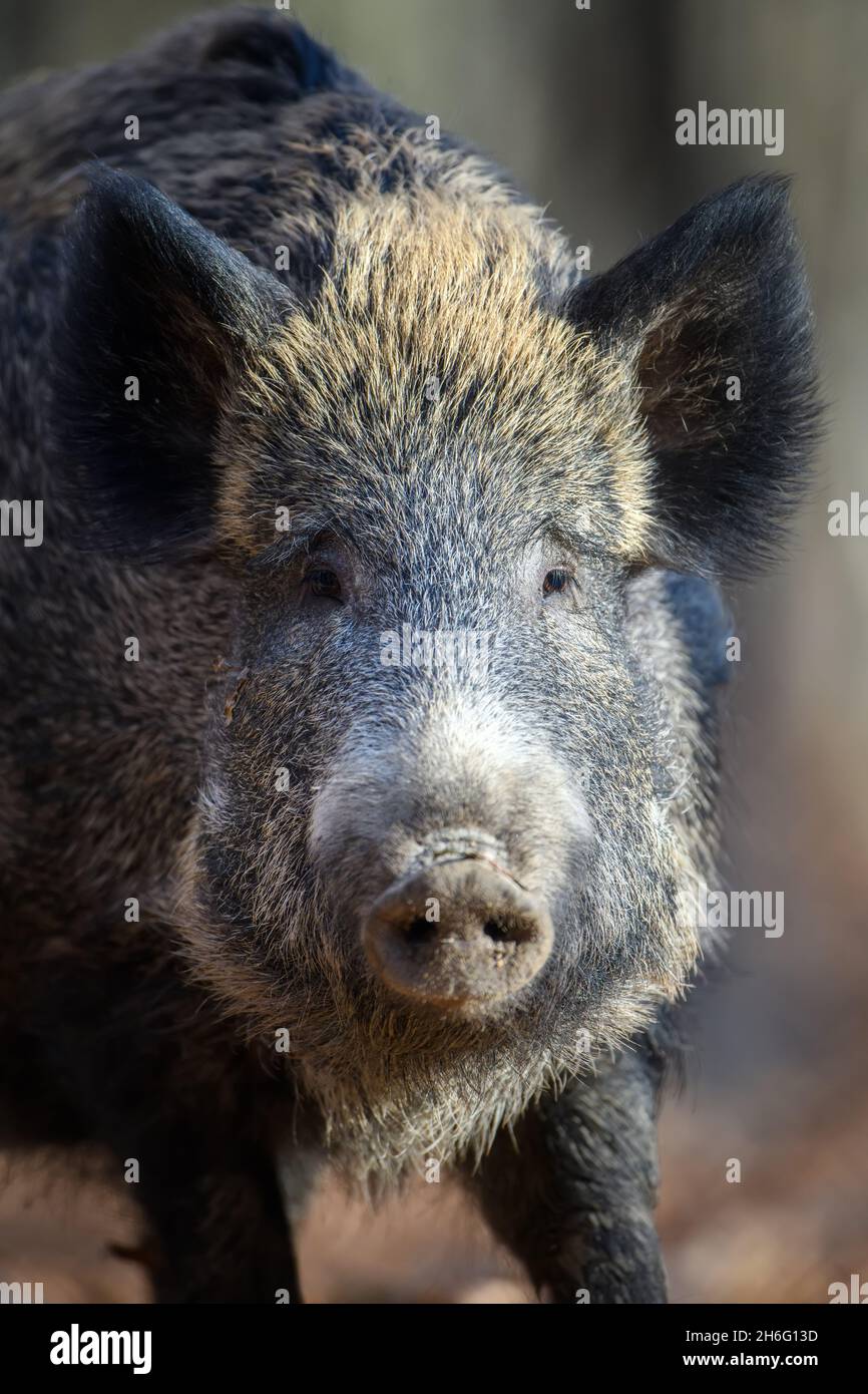 Portrait male Wild boar in autumn forest. Wildlife scene from nature ...