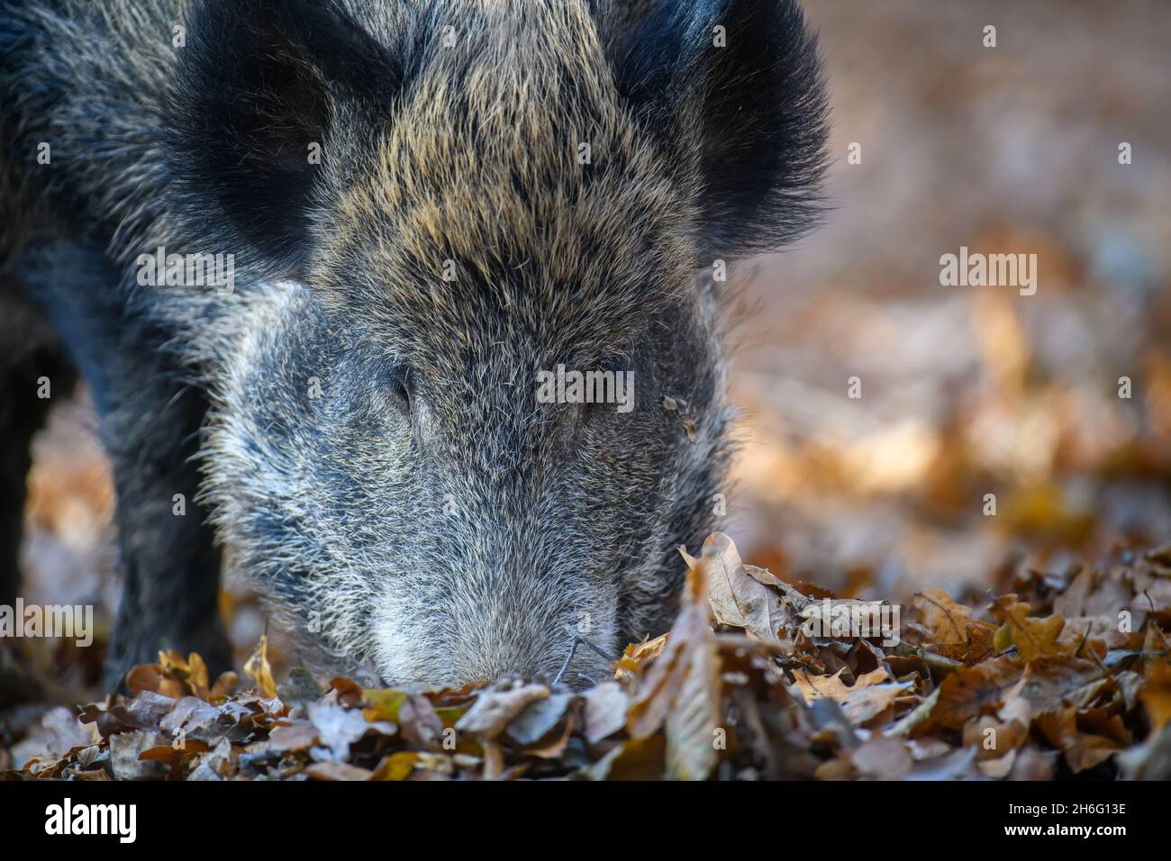 Male boar in an autumn forest looks for acorns in a fallen leaf ...