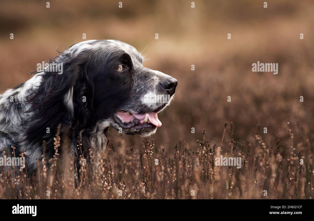 Blue Belton English Setter male pointing grouse on a grouse moor in ...