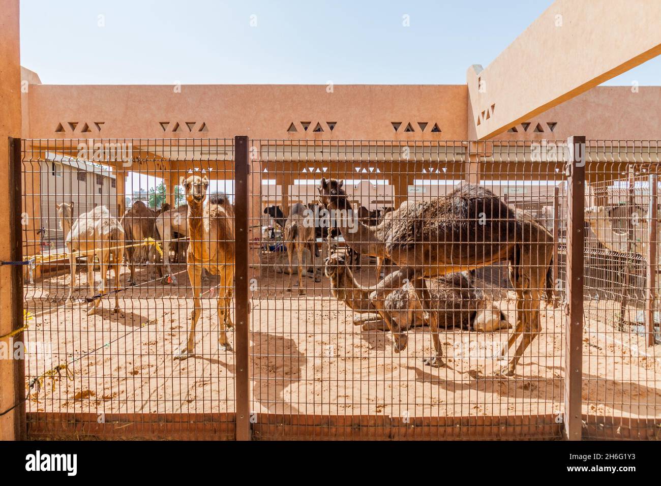 Camel cage at the Animal Market in Al Ain, UAE Stock Photo - Alamy