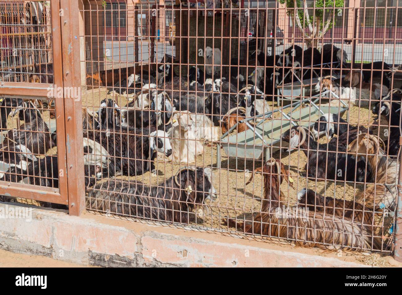 Goat cage at the Animal Market in Al Ain, UAE Stock Photo - Alamy