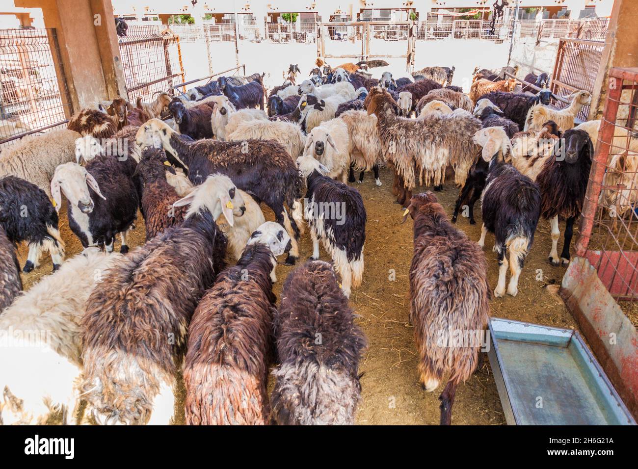 Goat cage at the Animal Market in Al Ain, UAE Stock Photo - Alamy