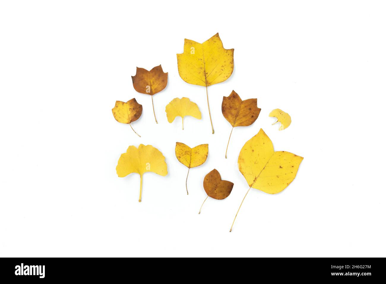 Creative minimalist composition brown Cut Out Stock Images & Pictures ...