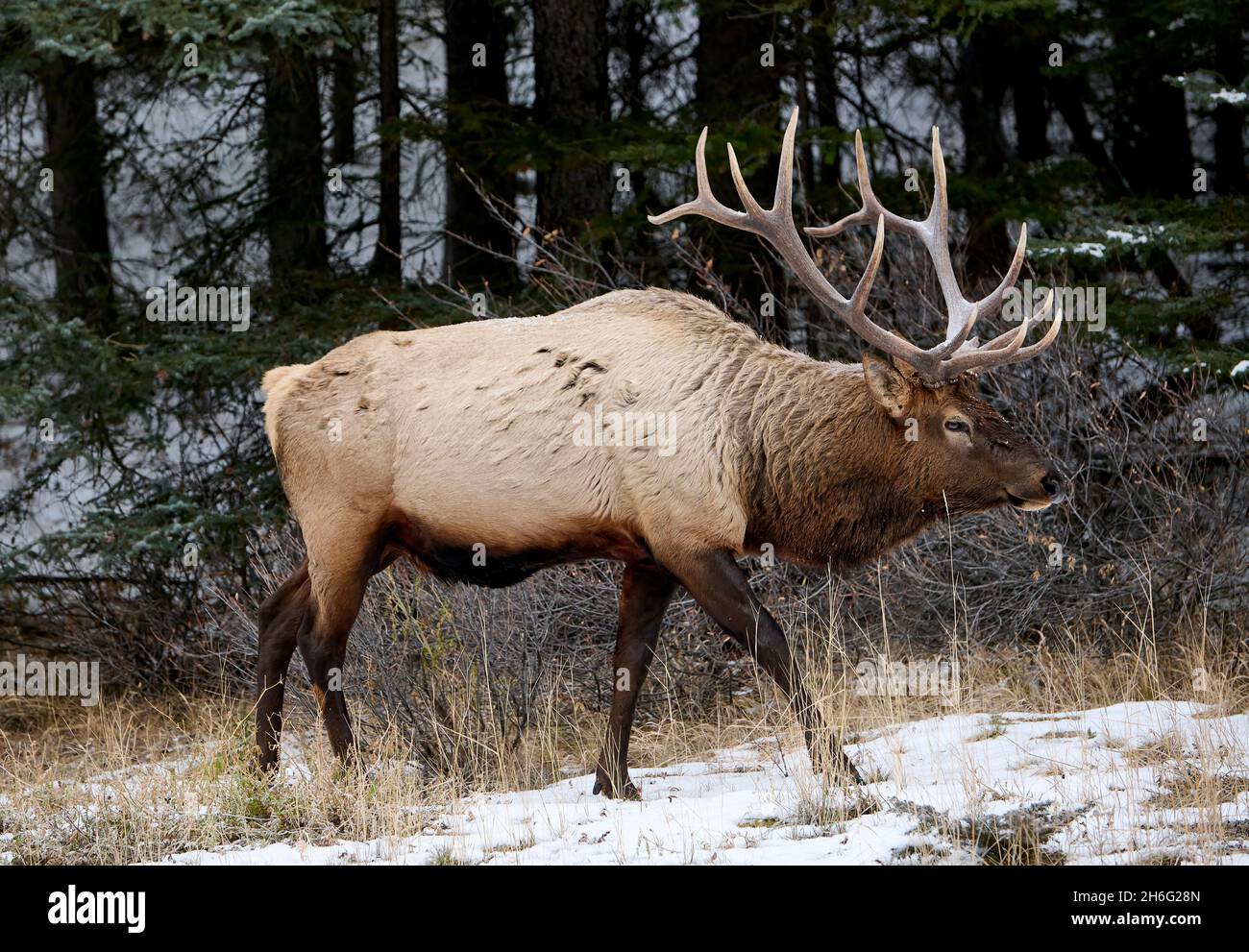 Bull Elk (Wapiti), (Cervus canadensis) Minnewanka loop, Banff National ...