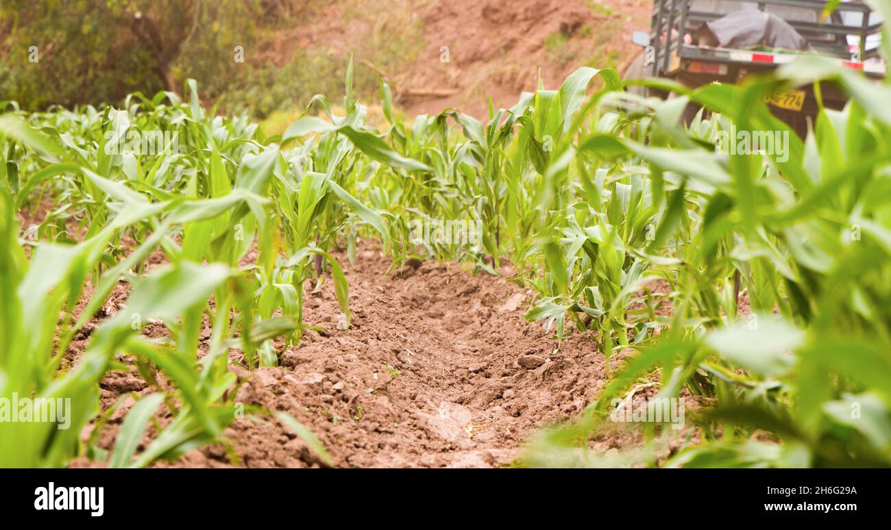 Corn Maize farm andean argriculture - Cusco Peru Stock Photo - Alamy