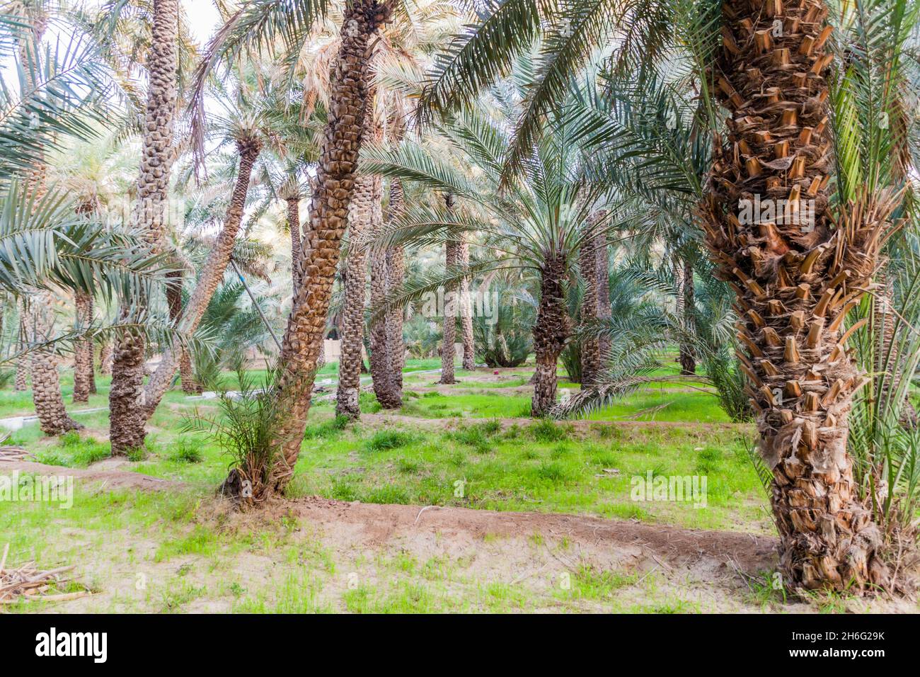 Date palm trees al ain oasis hi-res stock photography and images - Alamy
