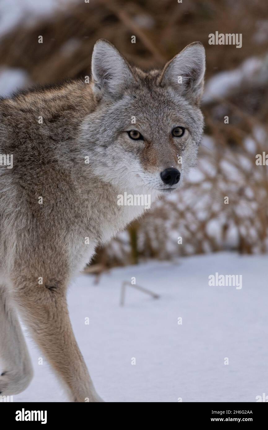 Coyote (Canis latrans), Vermillion Lakes, Banff National Park, Alberta ...