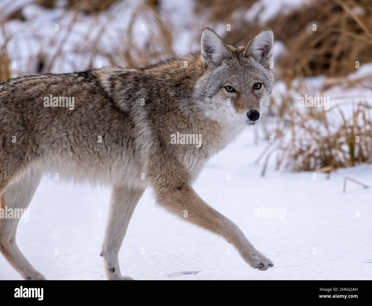 Coyote (Canis latrans), Vermillion Lakes, Banff National Park, Alberta ...