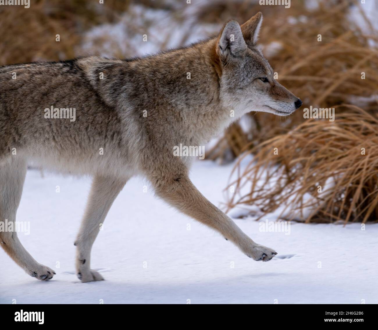 Coyote (Canis latrans), Vermillion Lakes, Banff National Park, Alberta ...