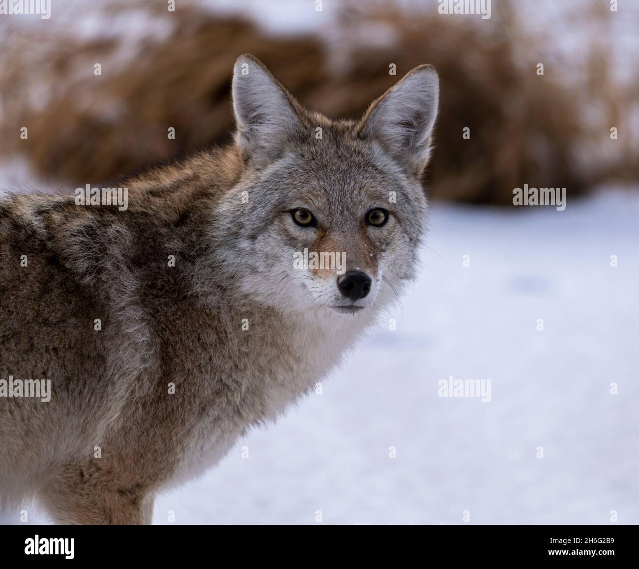 Coyote (Canis latrans), Vermillion Lakes, Banff National Park, Alberta ...