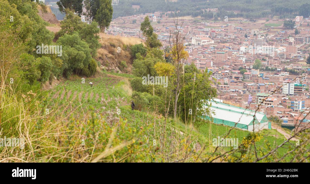 Corn Maize farm andean argriculture with city behind - Cusco Peru Stock ...