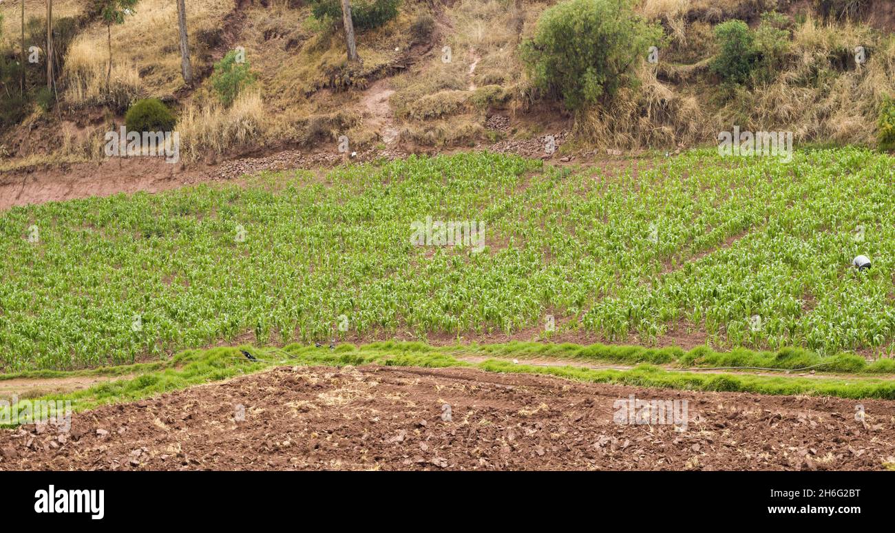 Corn Maize farm andean argriculture landscape - Cusco Peru Stock Photo ...