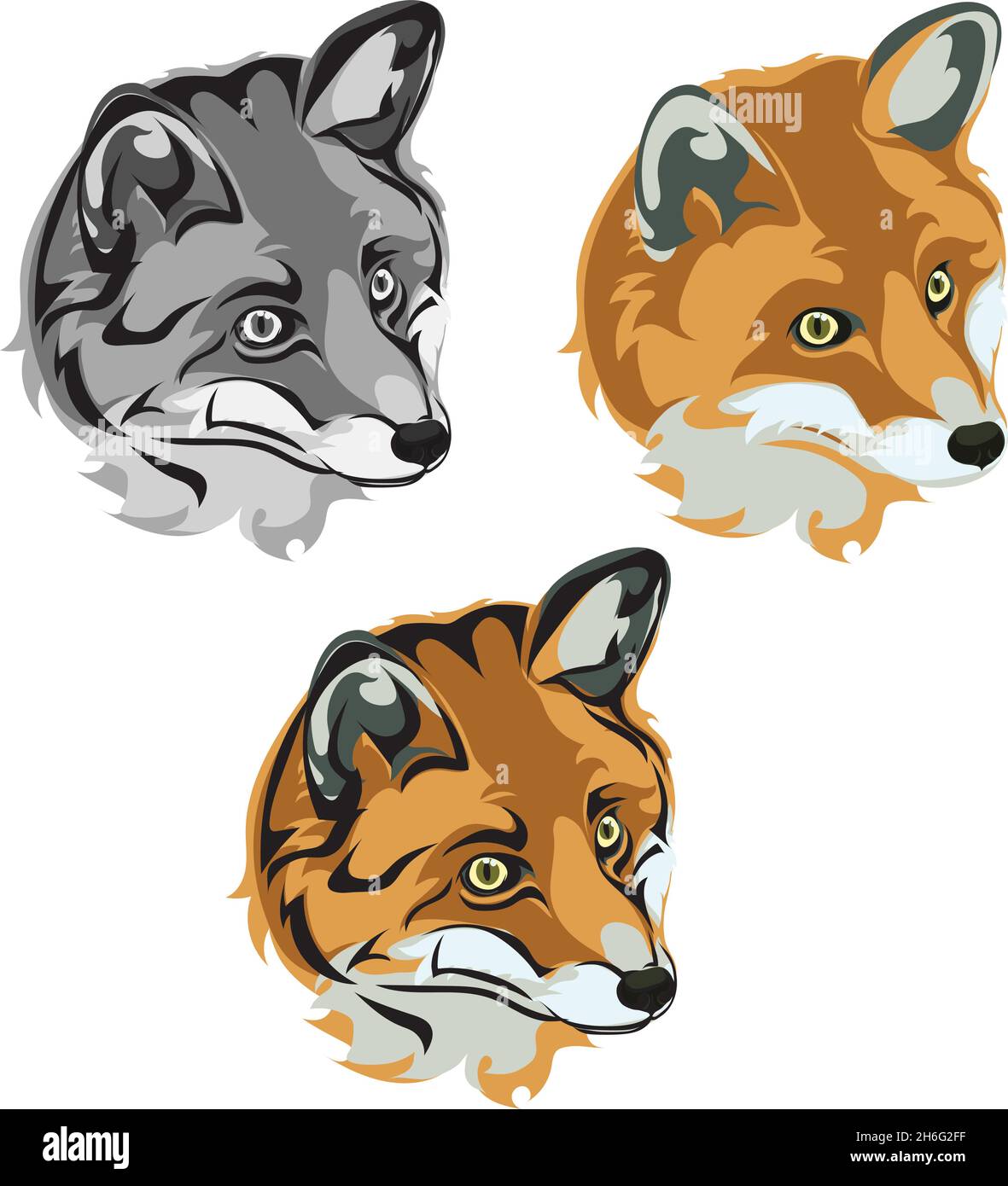Fox, portrait of foxes in different versions and colors for the ...