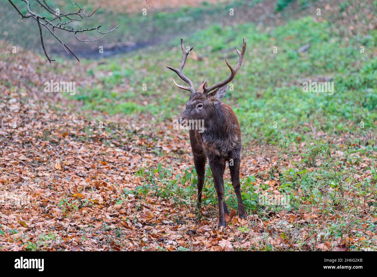 Typical european hi-res stock photography and images - Alamy