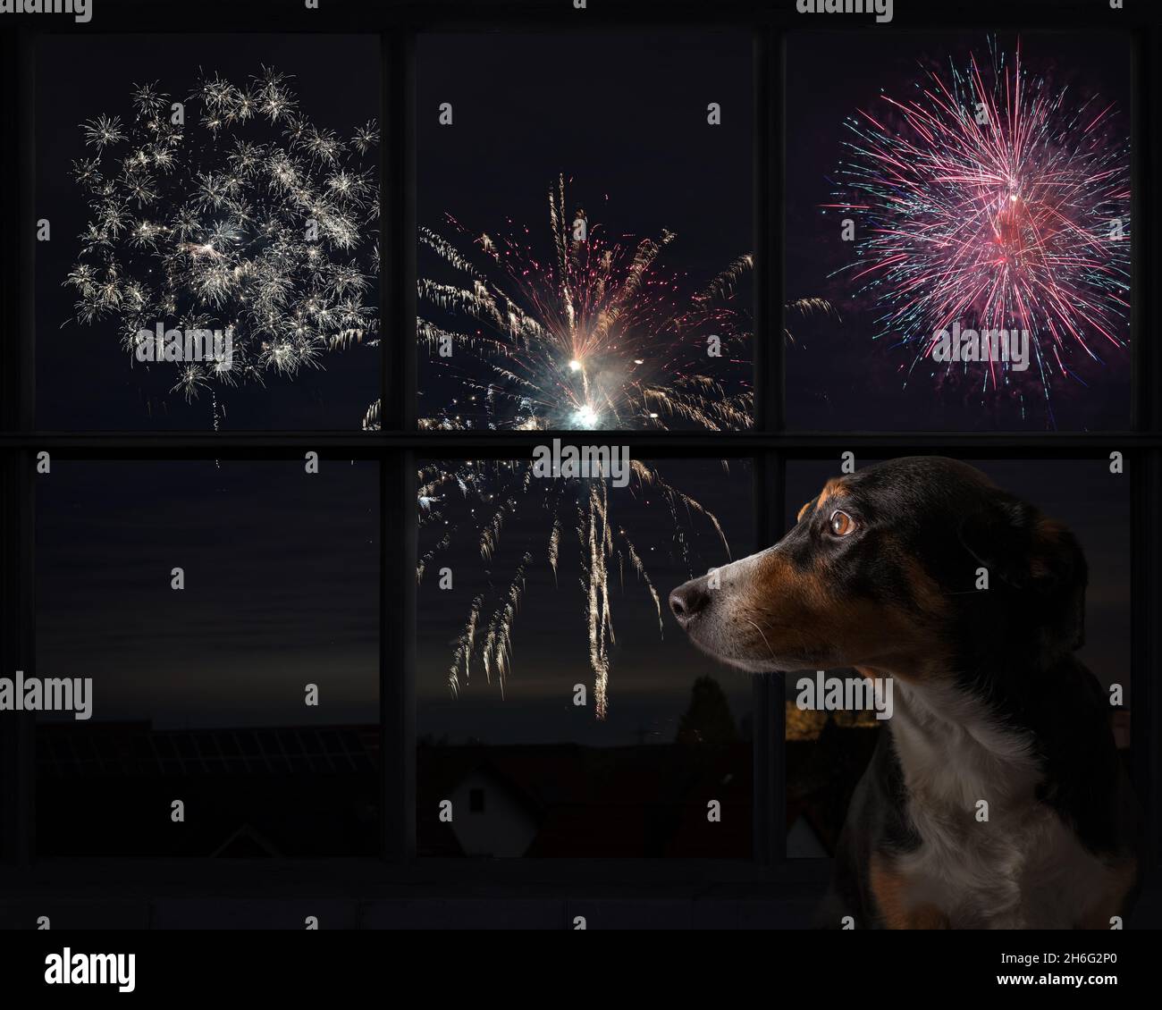 What Do Dogs Feel With Fireworks