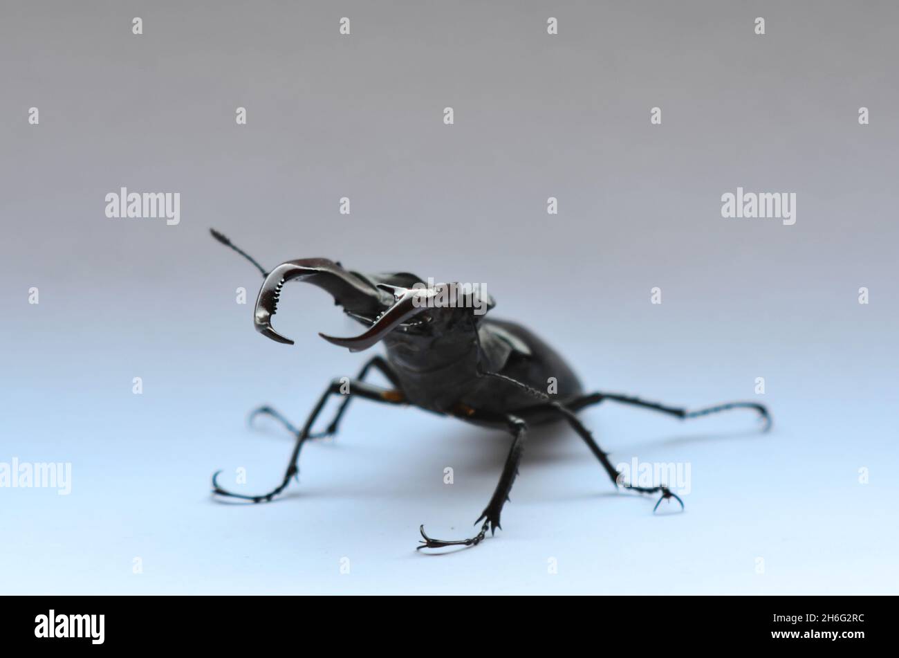 Claws insect animal beetle hi-res stock photography and images - Alamy