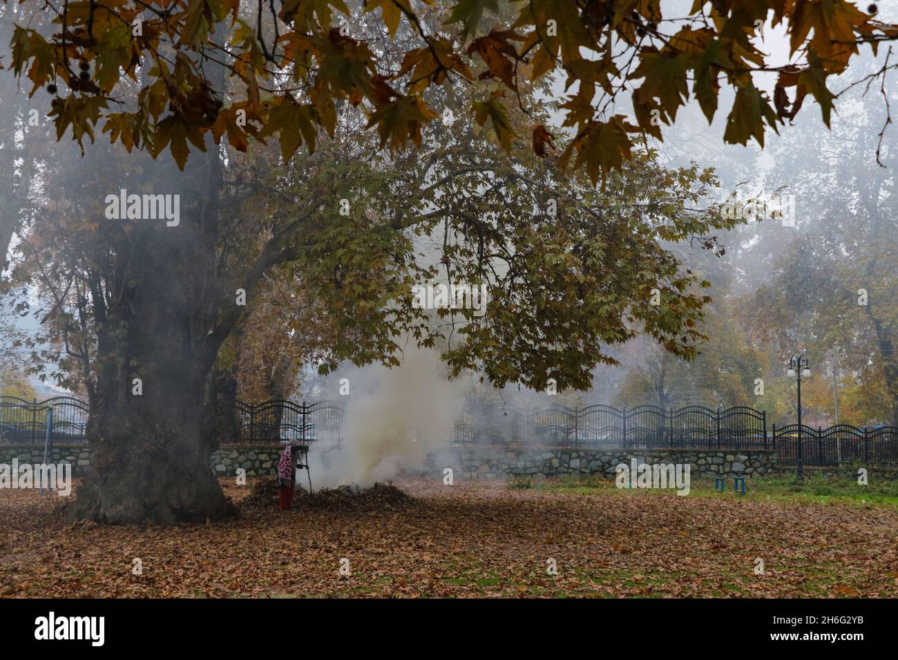 Srinagar, Jammu and Kashmir, India. 15th Nov, 2021. A Kashmiri woman ...