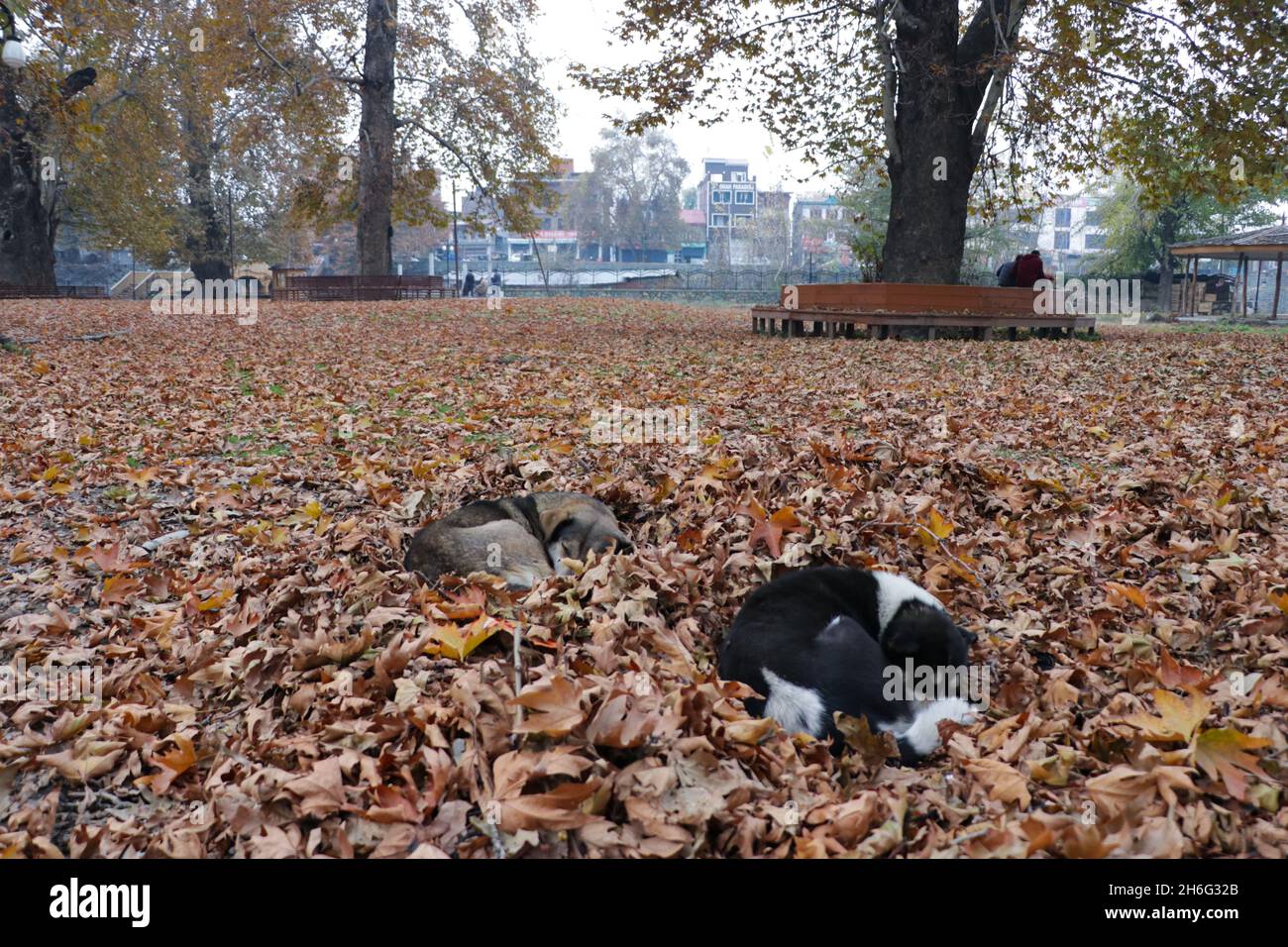Dogs Kashmir High Resolution Stock Photography and Images - Alamy