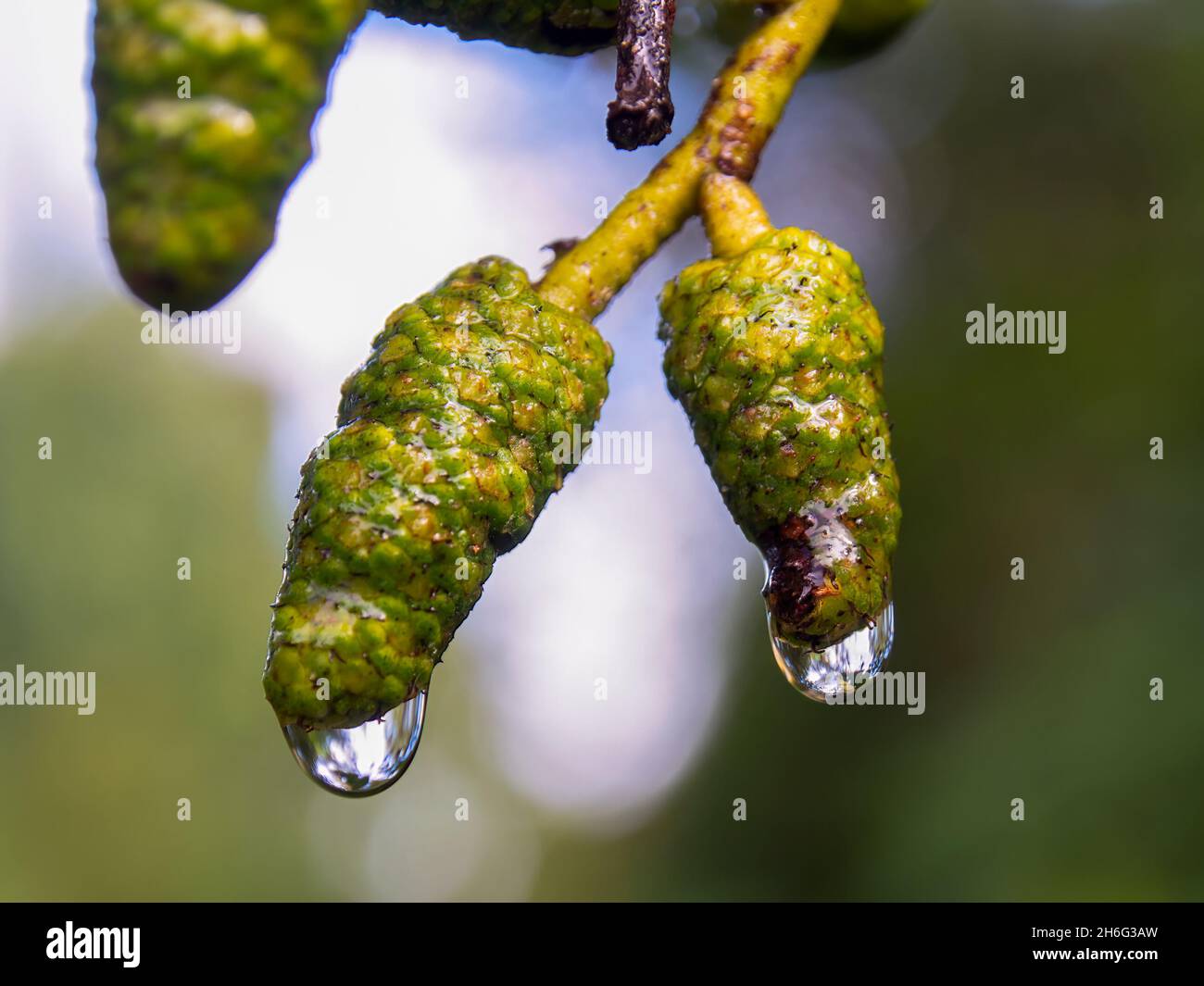 Macro photography of a couple of Andean alder fruits with raindrops ...