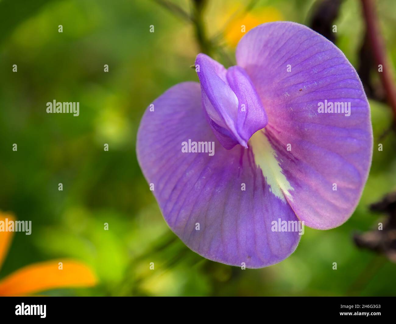Macrophotography of a violet butterfly-pea flower, captured in a farm ...