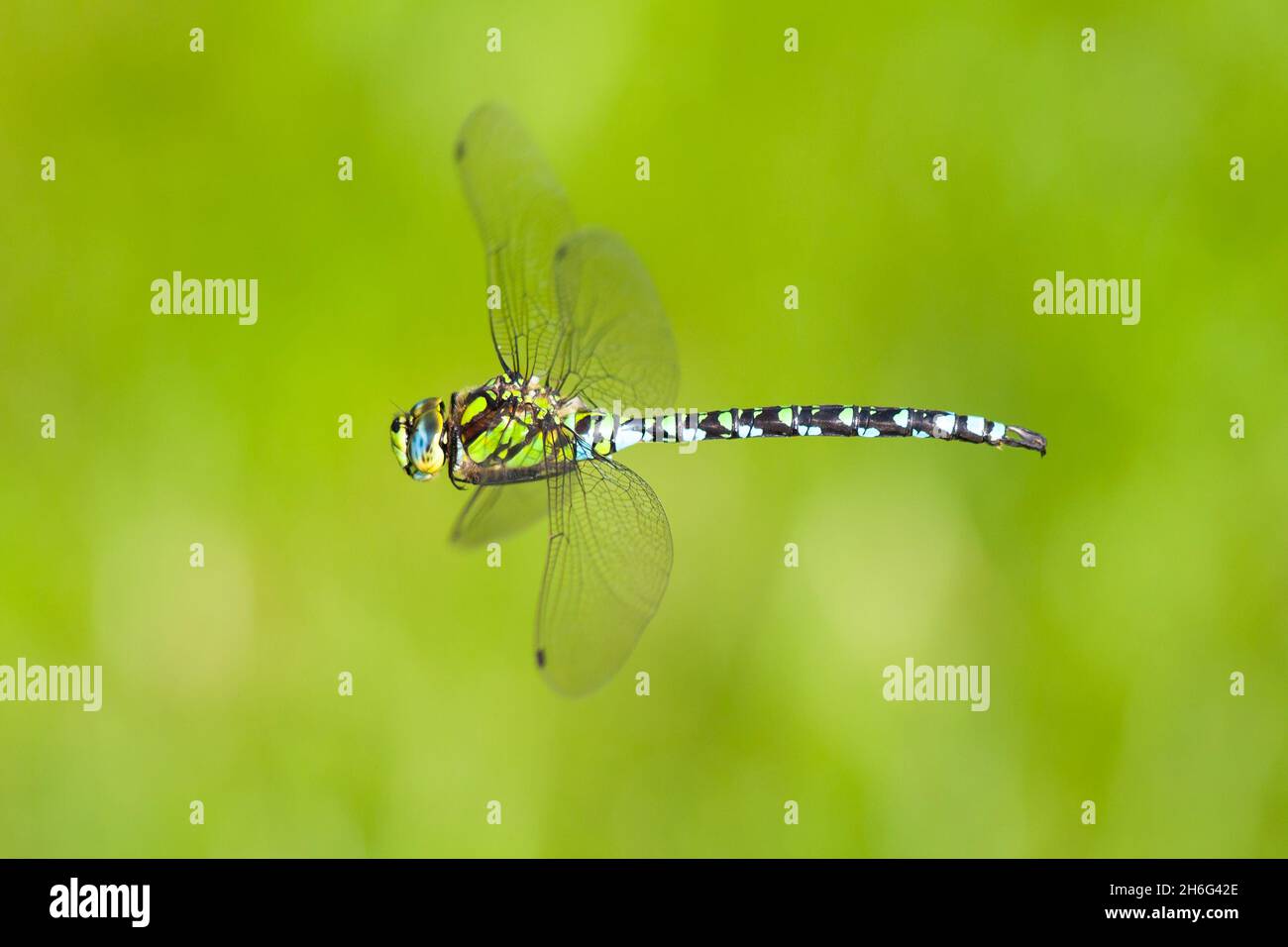 Dragon-fly in flight Stock Photo - Alamy