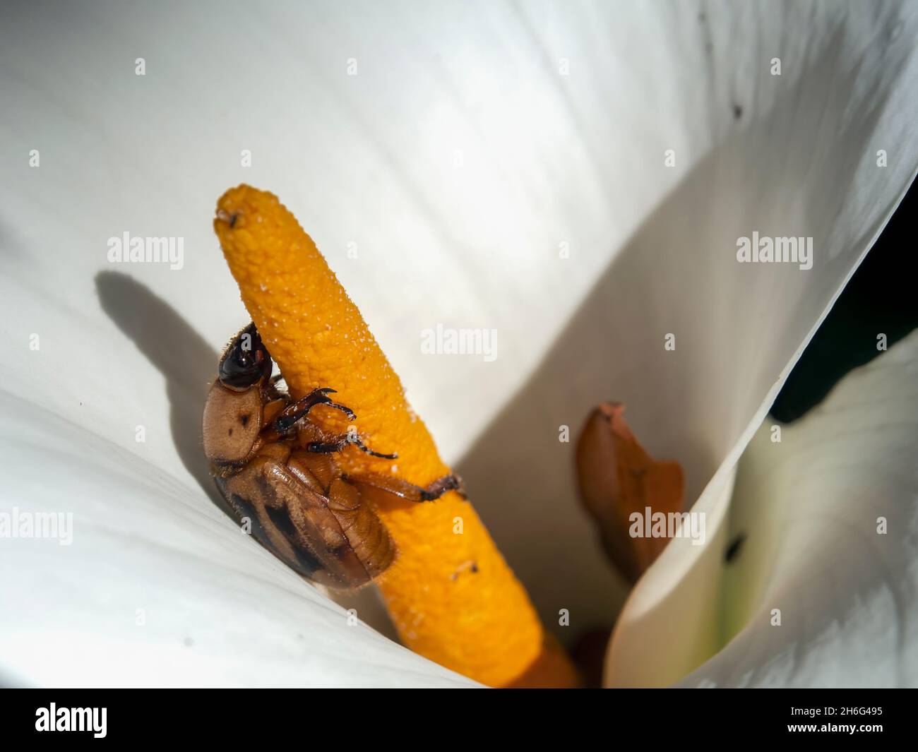 Macro photography of a brown and black scarab climbing the yellow ...