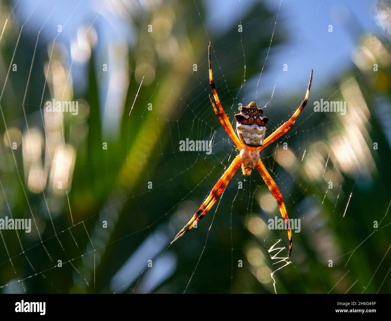Macro photography of a silver argiope spider hanging from its web near ...