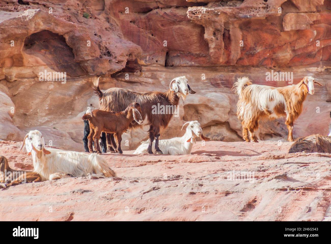 Wild goat in ancient hi-res stock photography and images - Alamy