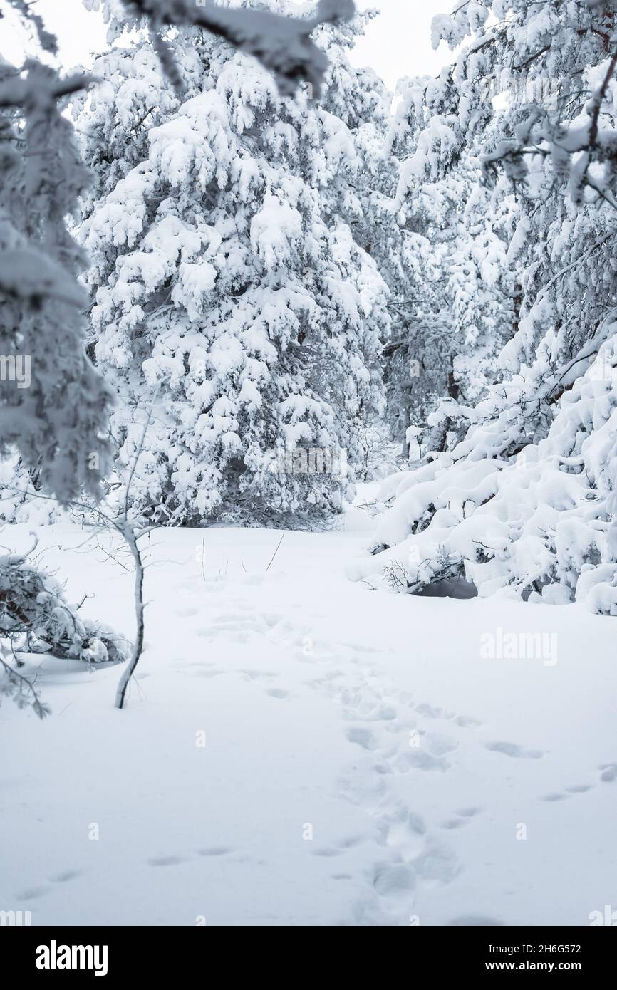 Coniferous forest in winter texture. Mountain winter landscape with ...