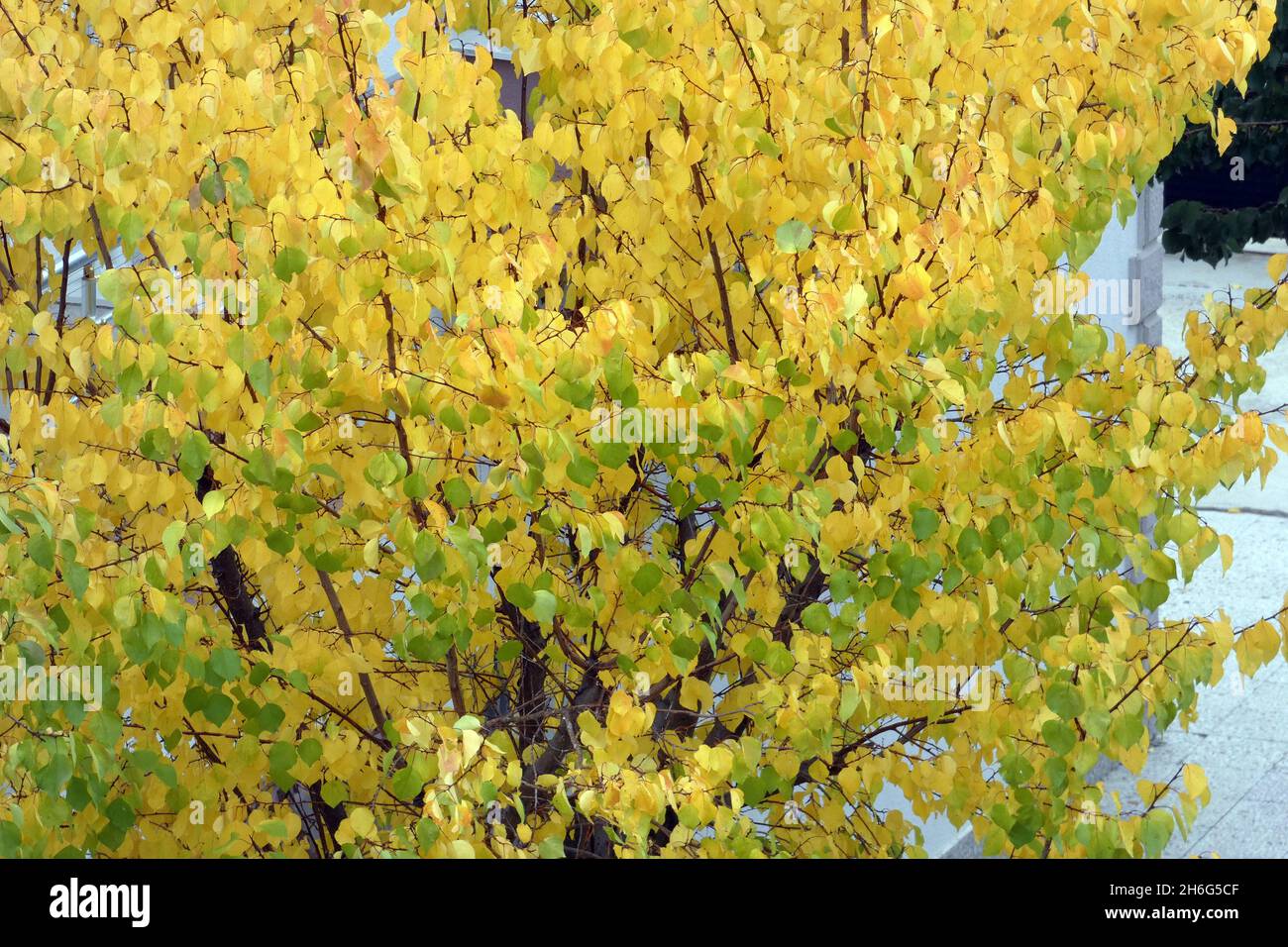 With yellowing leaves, trees with yellowing leaves in autumn Stock ...