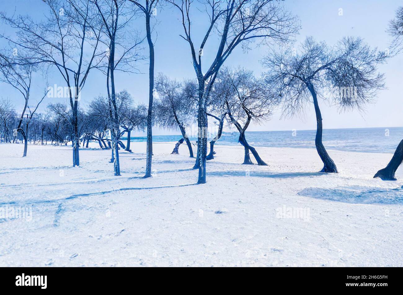 Snowfield with trees hi-res stock photography and images - Alamy