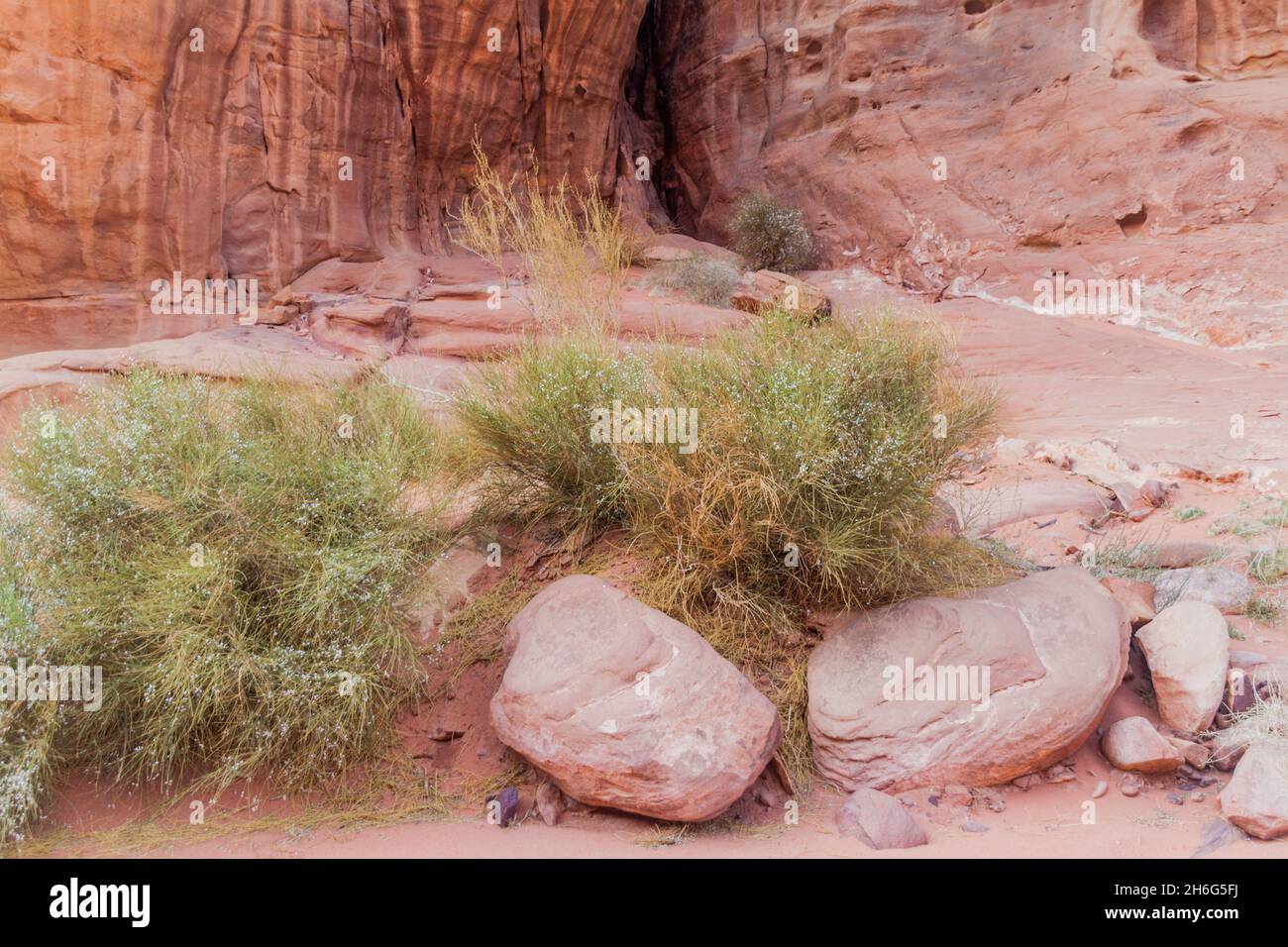 Vegetation of Wadi Rum desert, Jordan Stock Photo - Alamy