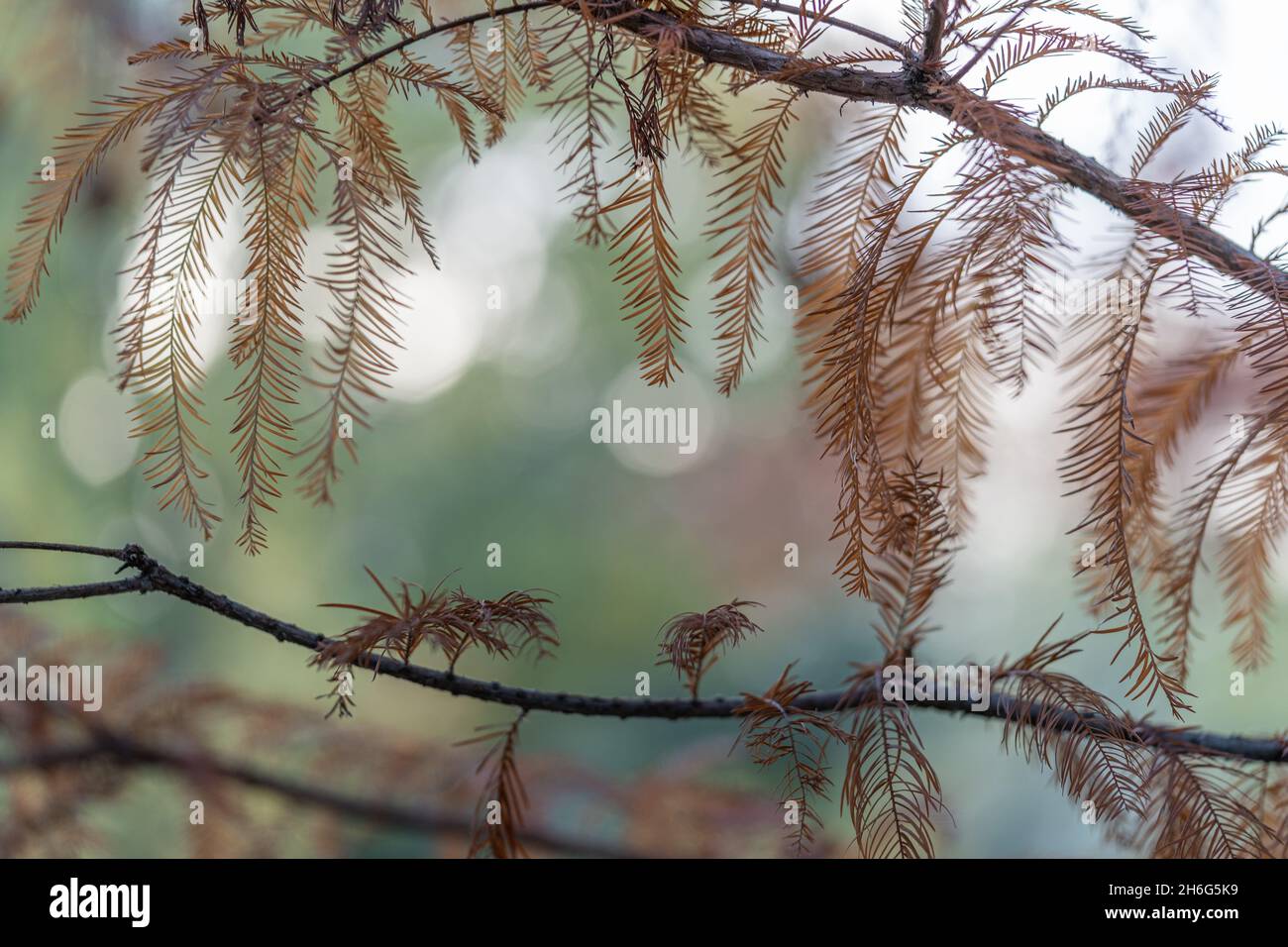 Closeup shot of a pine tree with dry branches growing in the forest ...