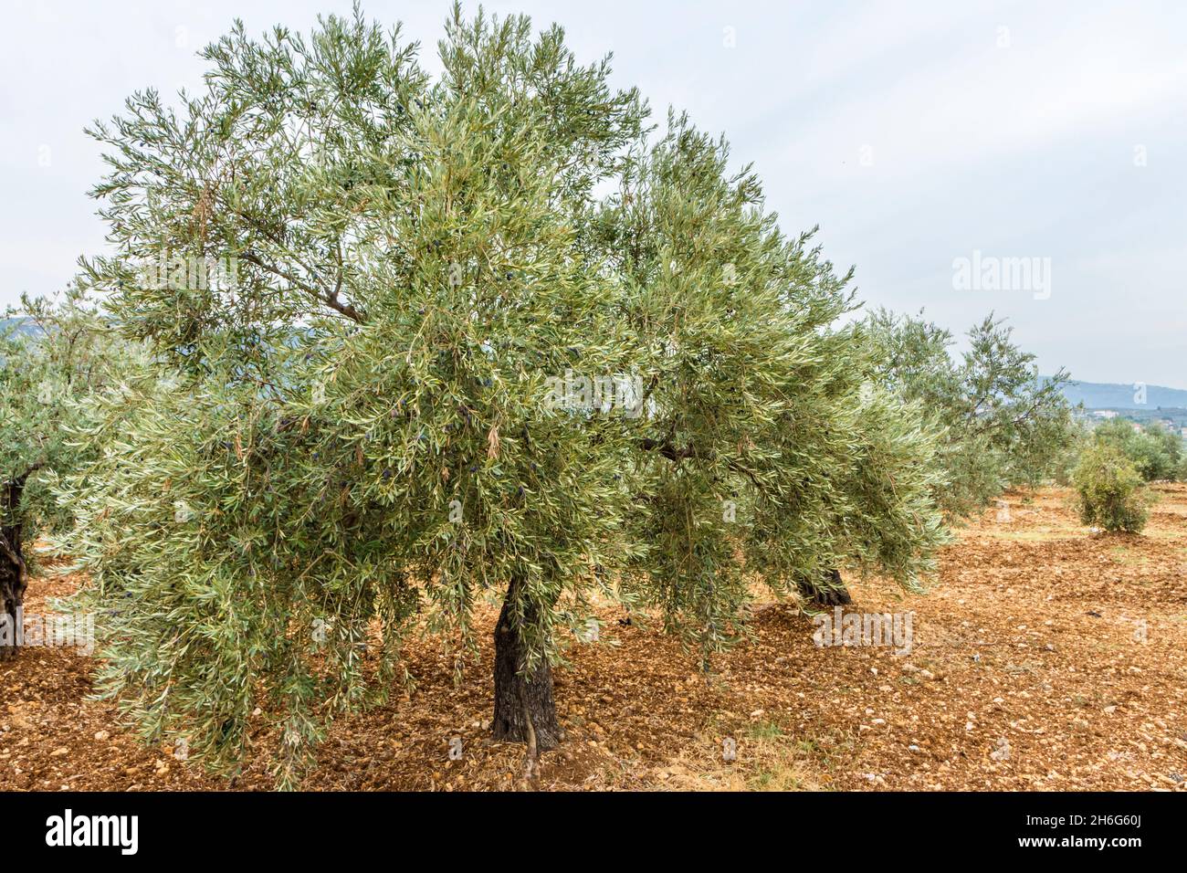 Row of Olea Europaea olive trees, Lebanon Stock Photo - Alamy