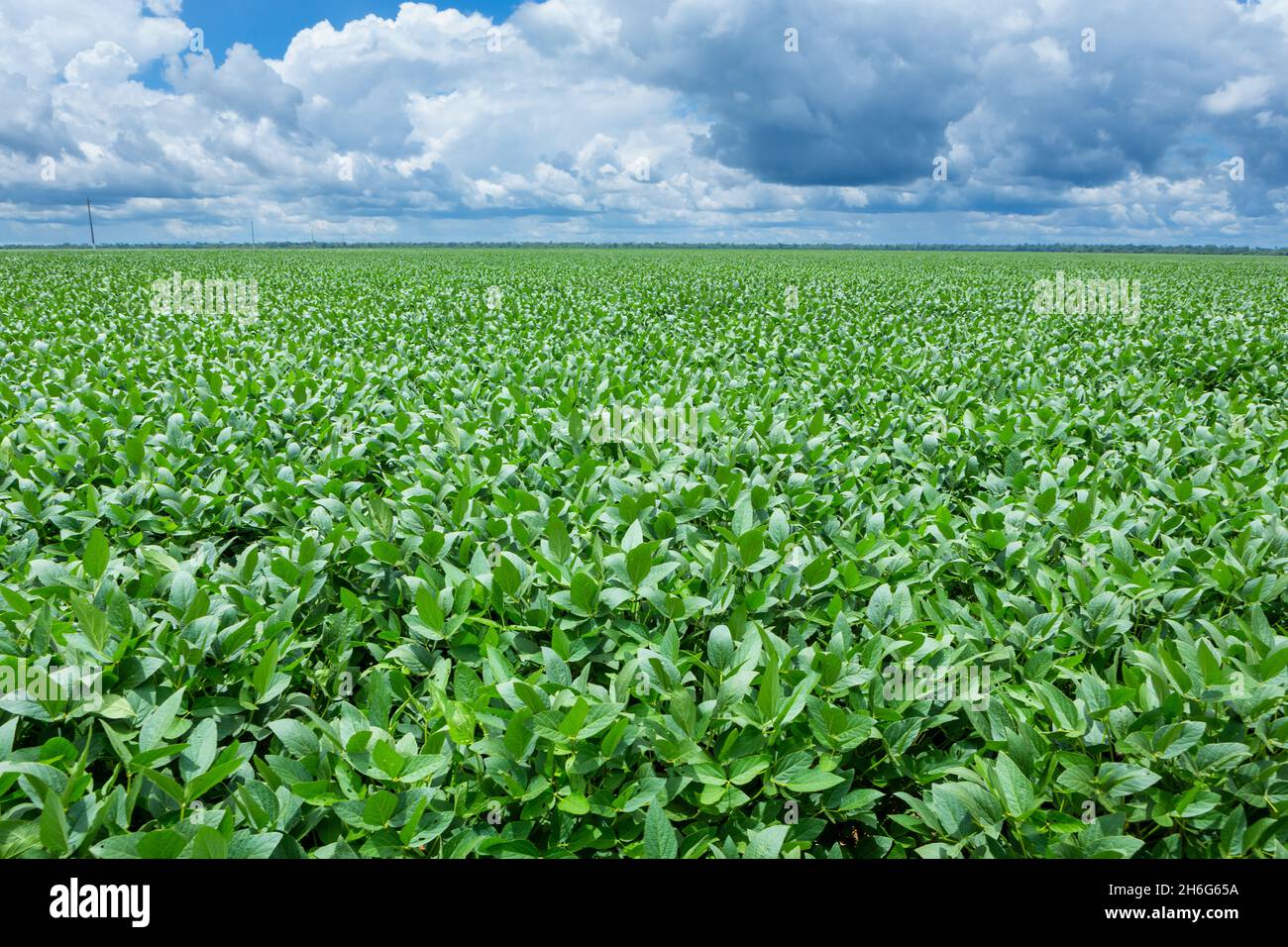 Beautiful view huge farm soy plantation with green leaves on sunny ...