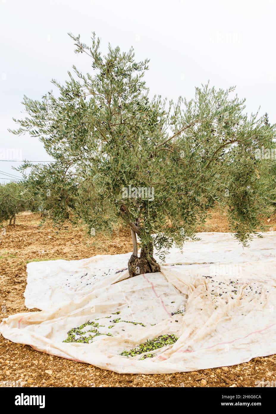Tarp wrapped around the trunk of an Olea Europaea Olive tree during ...