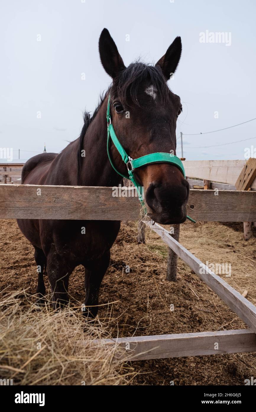 Brown horse eating hay from human hands, close-up Stock Photo - Alamy