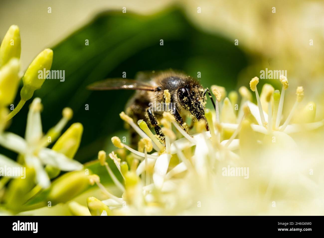 close up macro photograph of a honey bee Stock Photo - Alamy