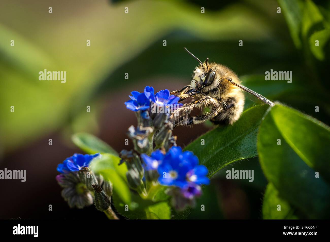 close up macro photograph of a honey bee Stock Photo - Alamy
