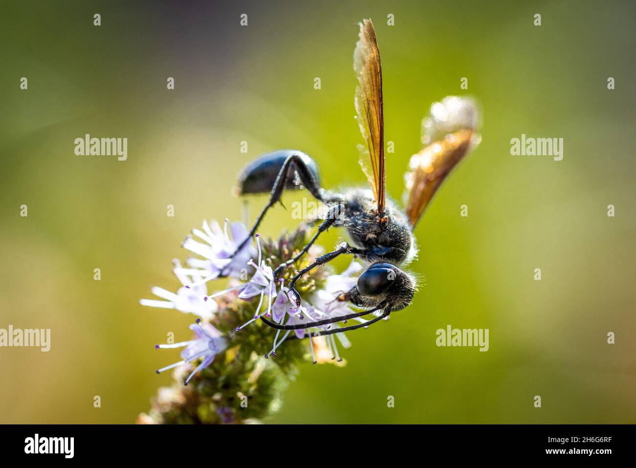 close up macro shot of a thread-waist black wasp (Sphex pensylvanicus ...