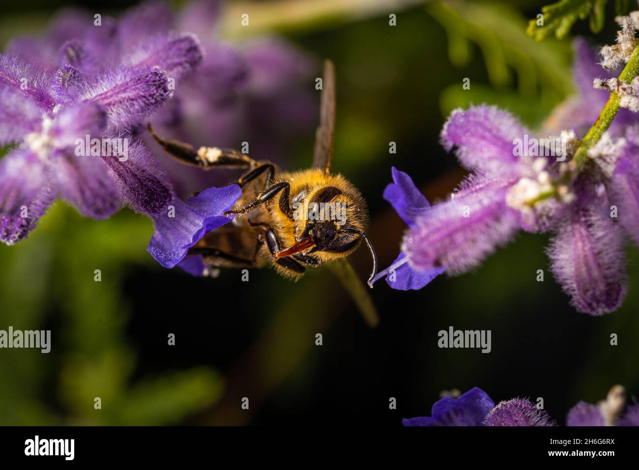 close up macro photograph of a honey bee Stock Photo - Alamy